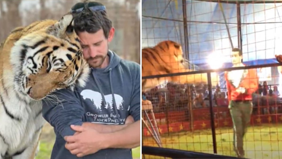 Handler Ryan Easley Fatally 'Mauled' By Tiger In Oklahoma; PETA Blames ...