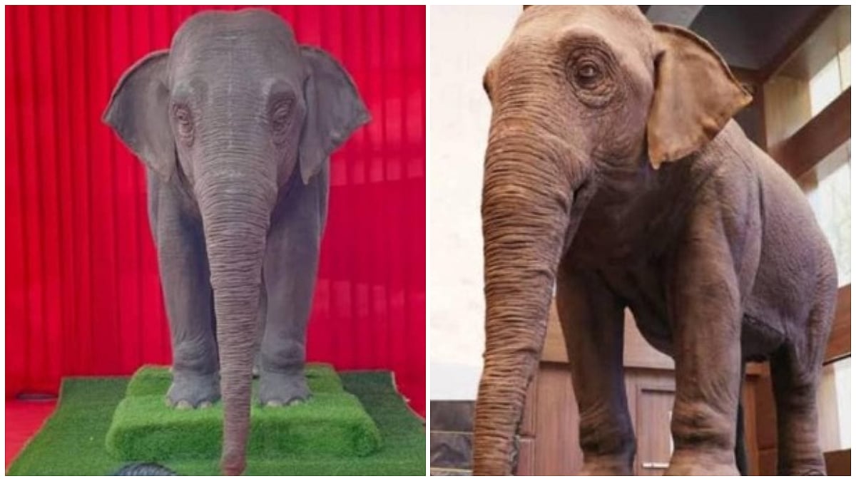 Mumbai: Dharavi Students To Meet Robotic Elephant 'Ely' On Special ...