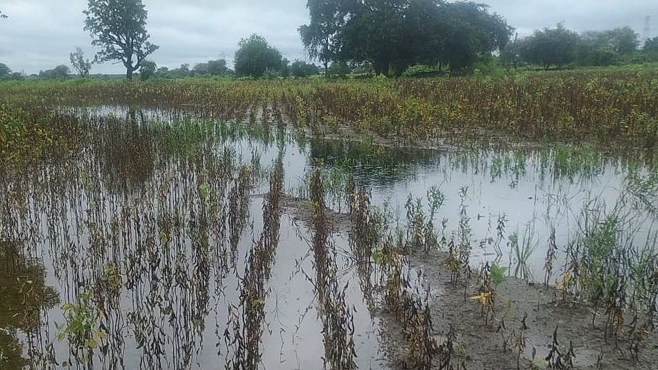 Nashik: Over 4 Lakh Farmers Await Rs 328 Crore Rain Damage Compensation ...