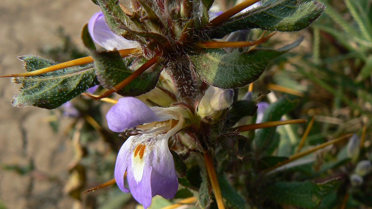 Discover Why Kokilaksha Is Becoming Ayurveda’s Most Talked-About Herb