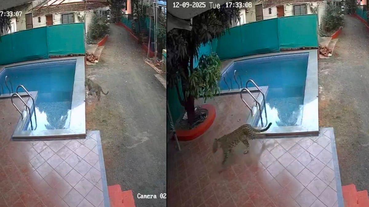 Maharashtra: Leopard Attacks Five In Broad Daylight In Alibag; Rescue ...