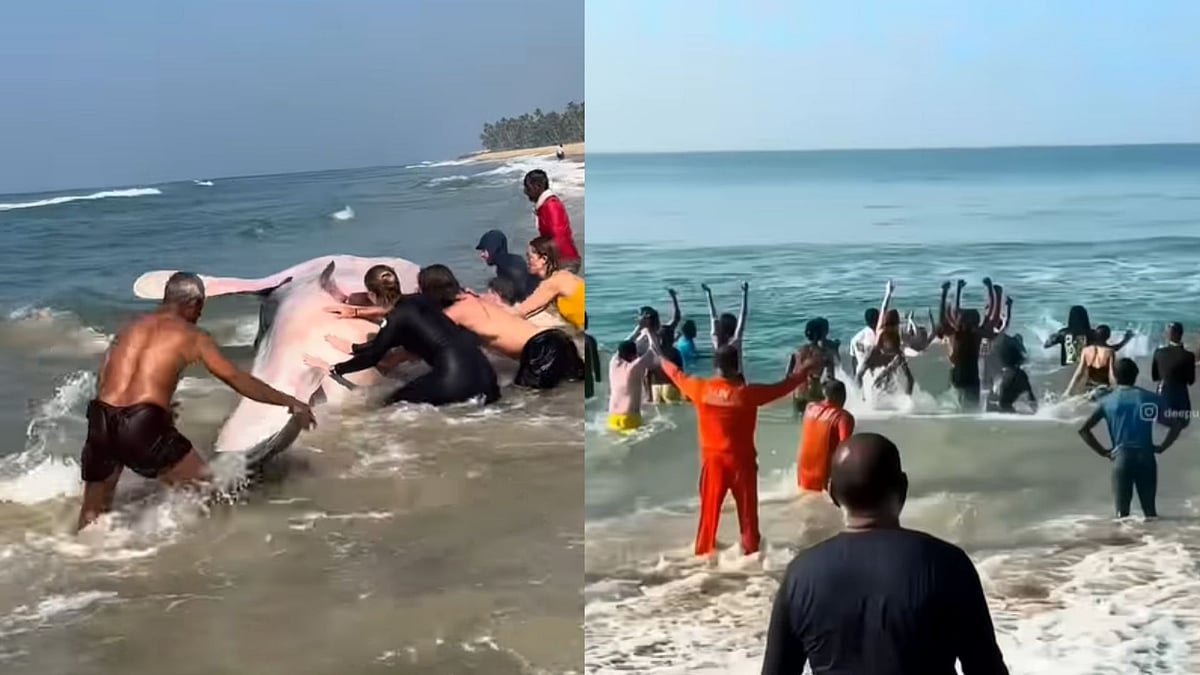 Watch: Whale Shark Washes Up At Kerala's Varkala Beach; Tourists ...