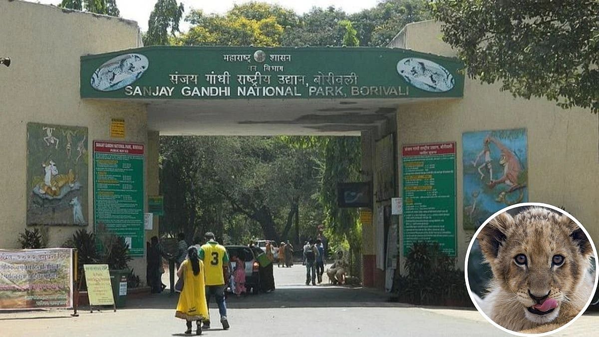 Mumbai News: Sanjay Gandhi National Park Welcomes 3 Asiatic Lion Cubs ...