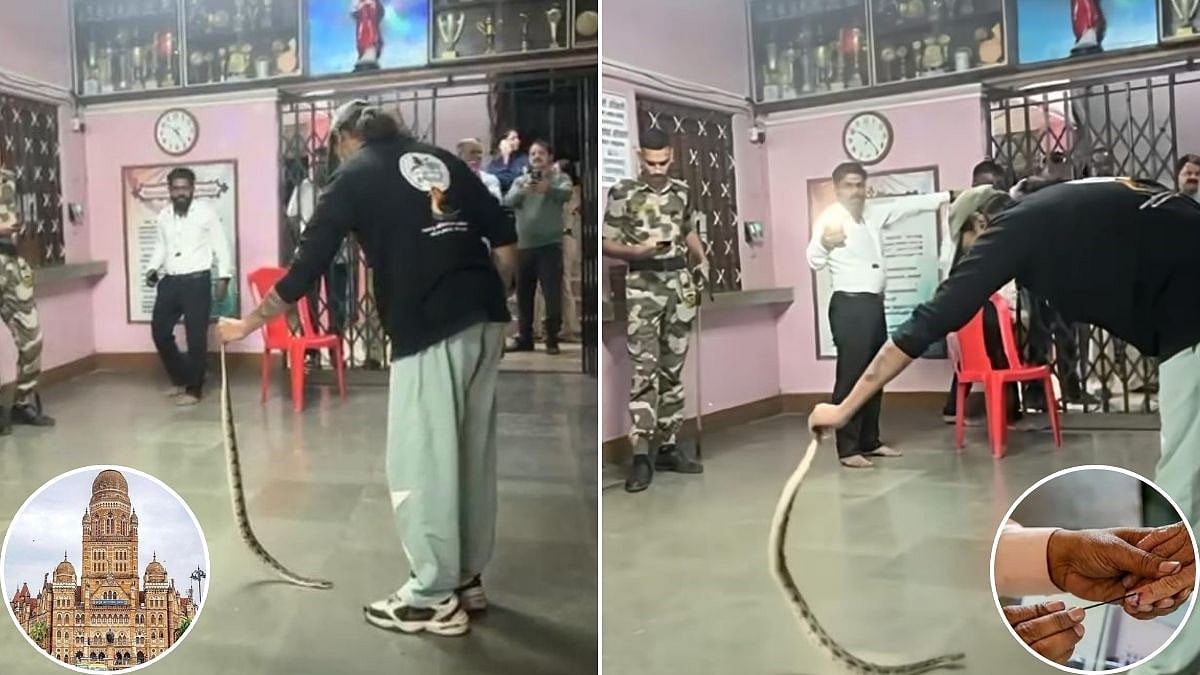 Mumbai BMC Elections 2026: 4-Foot-Long Venomous Snake Found Inside ...