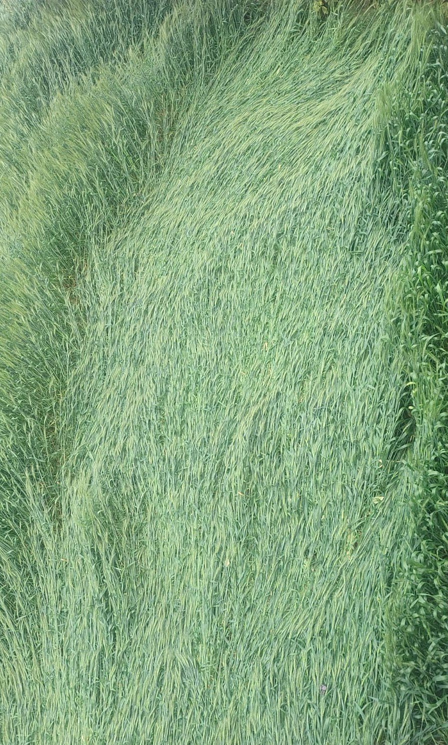 MP News: Weather Turns Wild In Madhya Pradesh; Rain & Hail Hit Standing Crops In Gwalior-Chambal ...