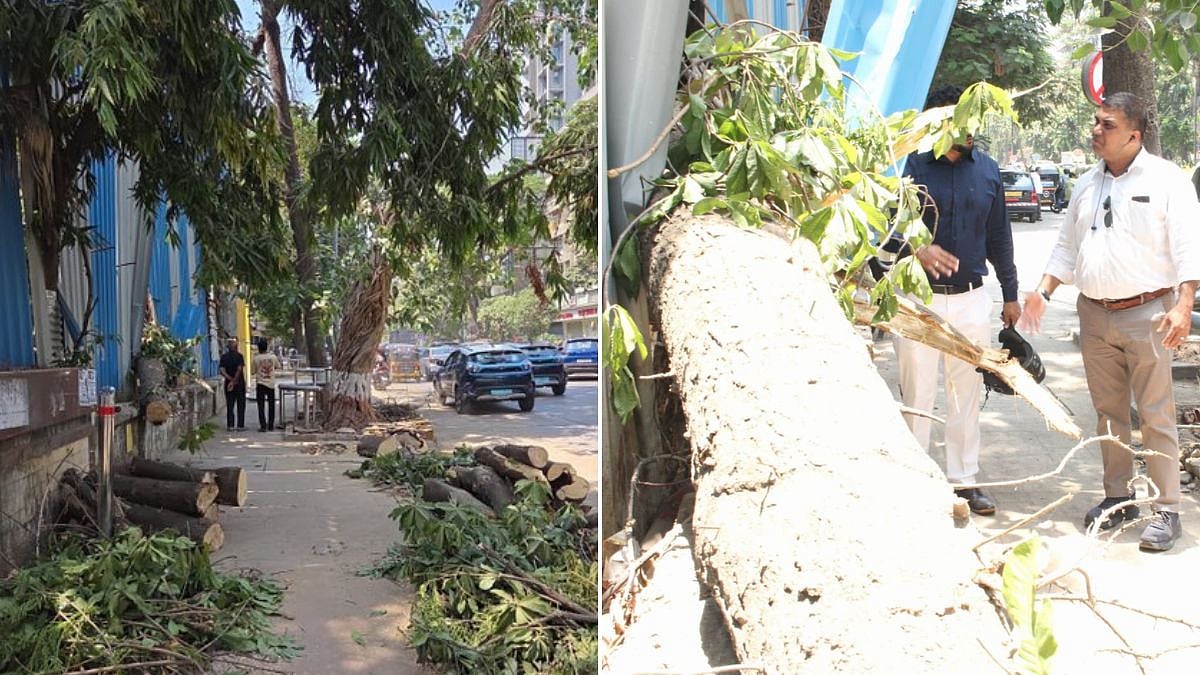 Mumbai: Khar Police Book Construction Firm After Tree Falls Onto Moving ...
