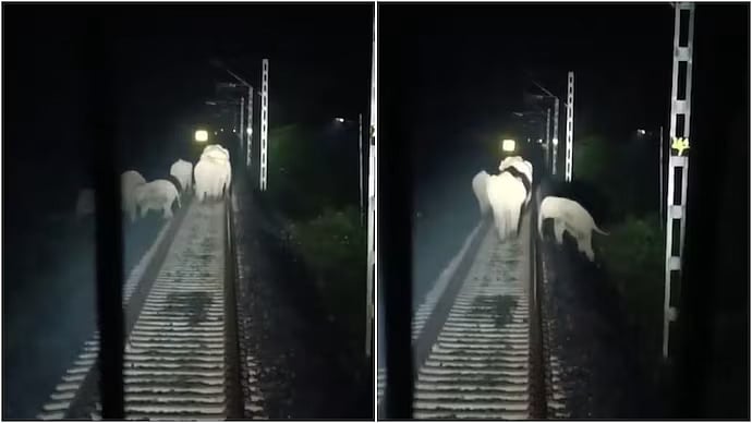 Rajdhani Express Loco Pilots Avert Elephant Collision On Assam Railway ...