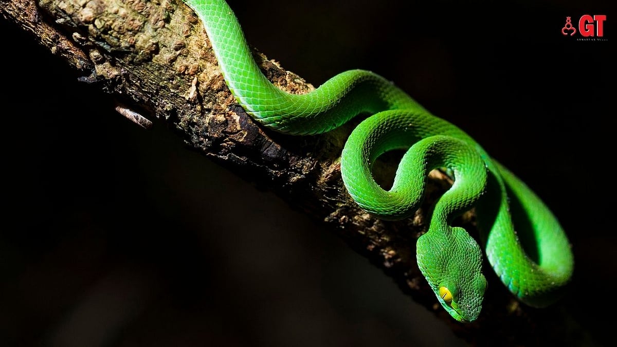 Dive into the world of snakes and Greek mythology in Goa | Gomantak Times