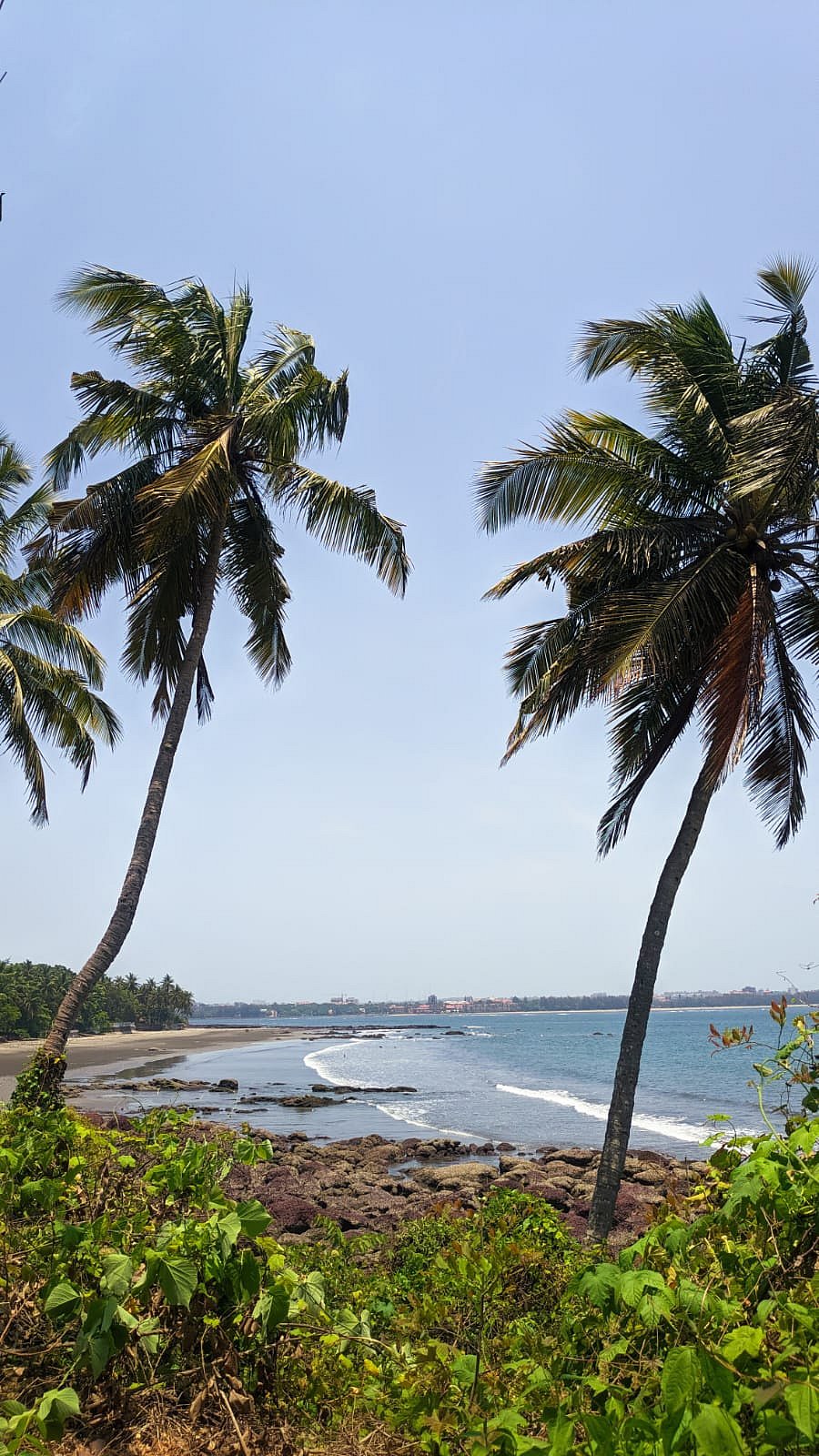 Goa's coconut connection is timeless and deep-rooted | Gomantak Times