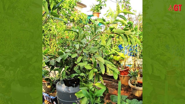 Seasonal greens and pot gardening in Goa | Gomantak Times