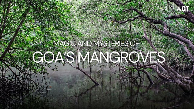 Discover the magic and mysteries of Goa’s mangroves | Gomantak Times
