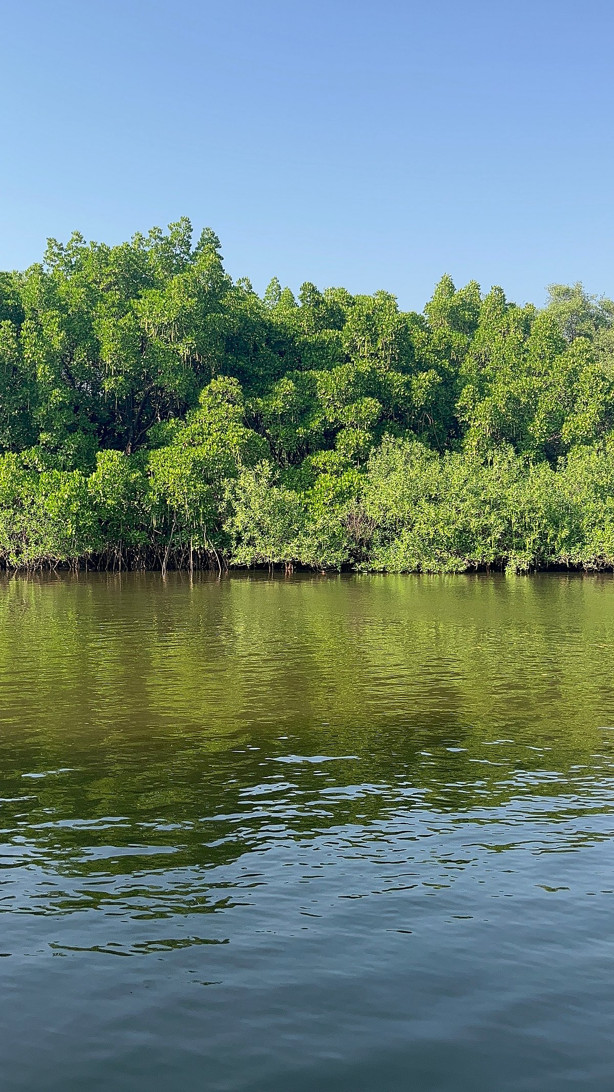 How mangroves play an integral role in shaping Goa’s identity ...
