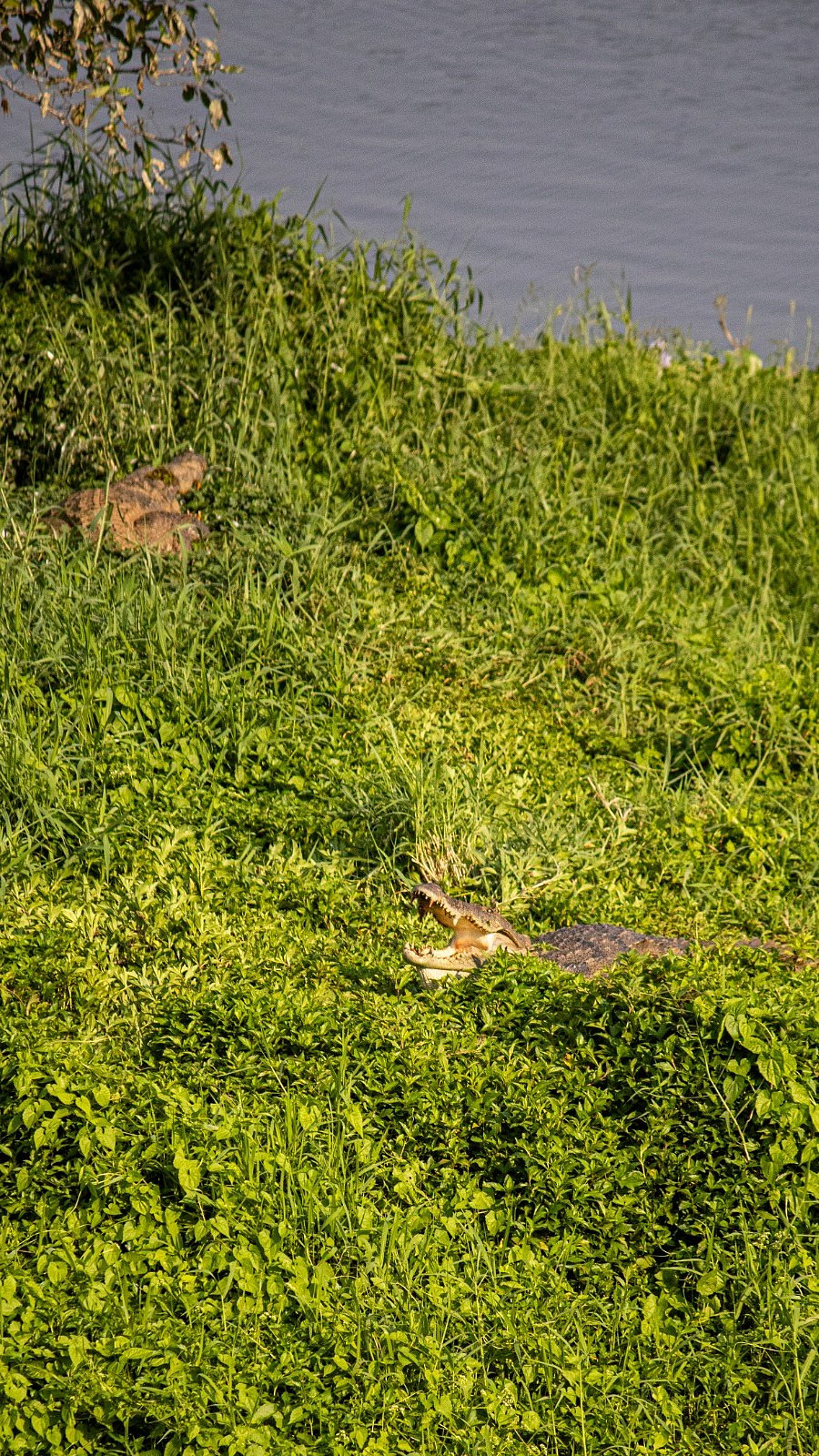 A surprising new feature at Goa's Carambolim lake—crocodiles | Gomantak ...