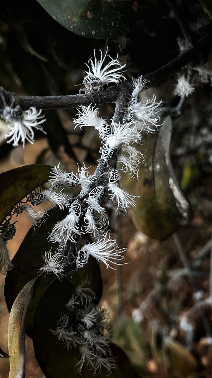 The fluffy nymphs of the Goan wild | Gomantak Times