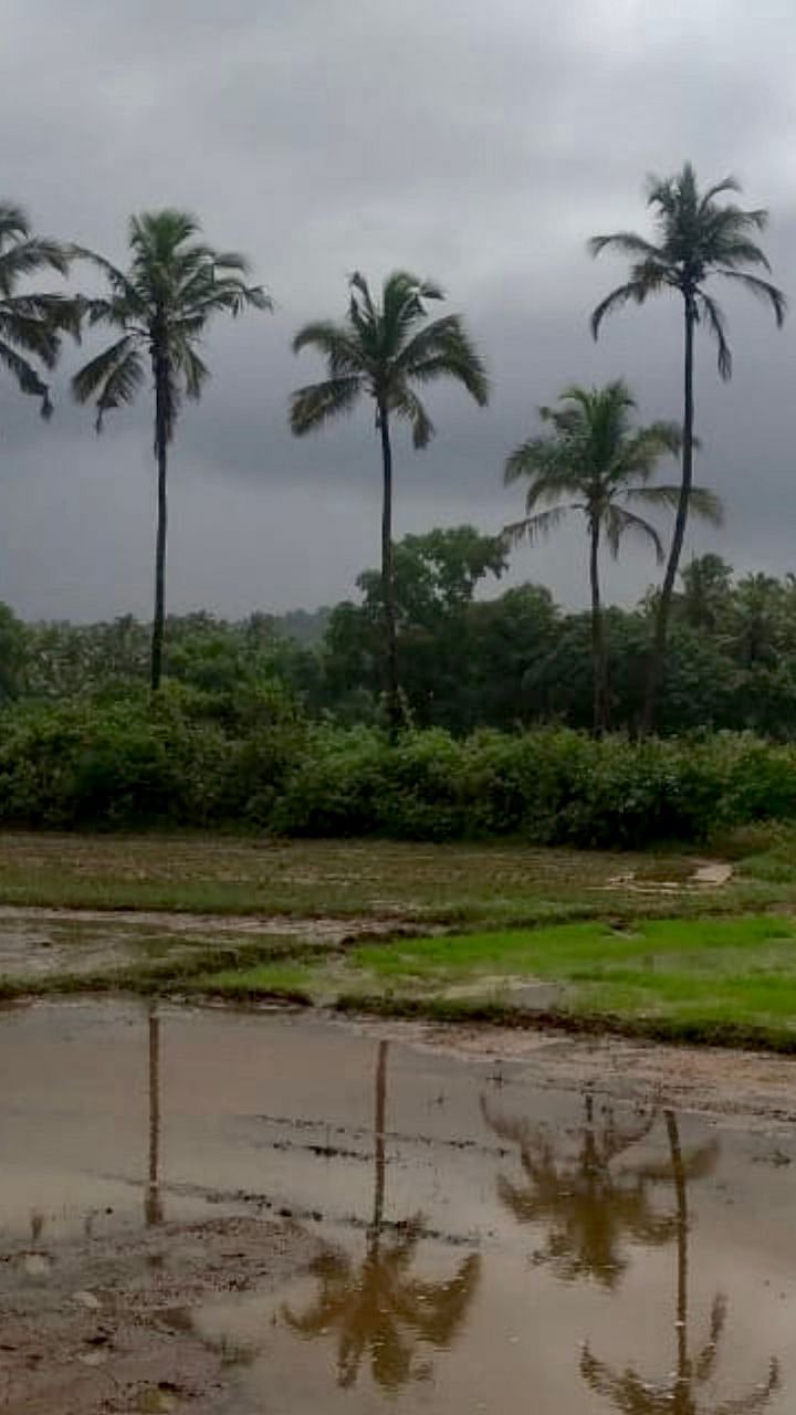 Goan farms awaiting the season of cultivation | Gomantak Times
