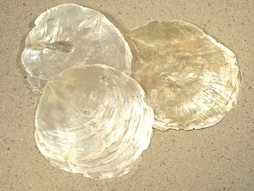 Who knew that shells could be used to make windows! | Gomantak Times