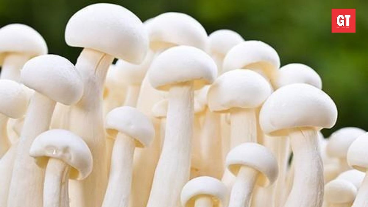 Learn to grow oyster and milky mushrooms in Goa