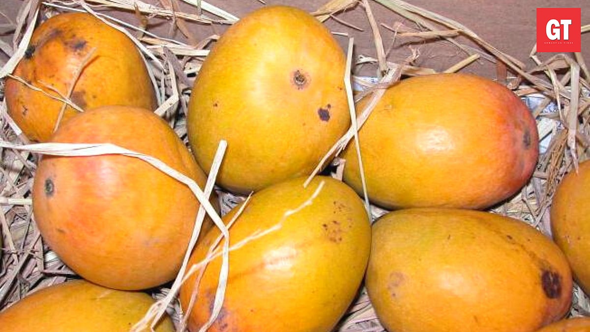 Apart from the famous ‘Mankurad’, do you know the other mango varieties ...