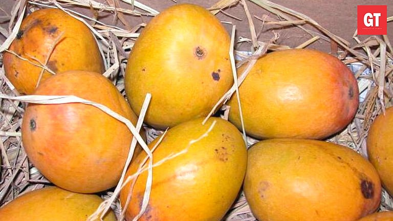 Apart from the famous ‘Mankurad’, do you know the other mango varieties ...