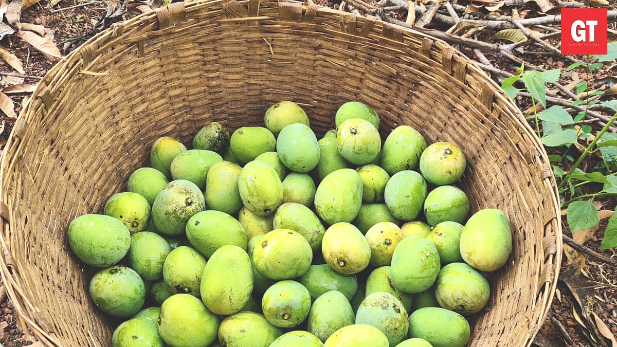 Celebrating the mangoes of Goa