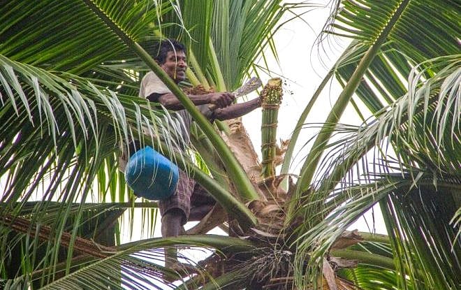 What’s the versatile liquid that comes from the coconut palm in Goa ...
