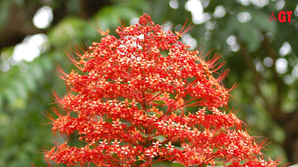Monsoon flowers of Goa
