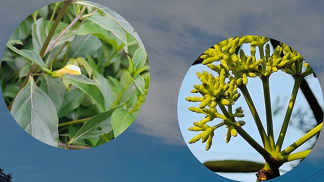 Saptaparni: The enchantress of Sharad Ritu | Gomantak Times