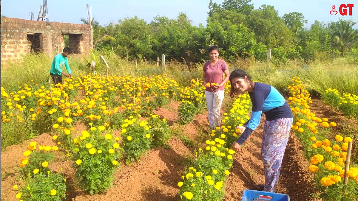Marigold Flower Farming In India | Best Flower Site