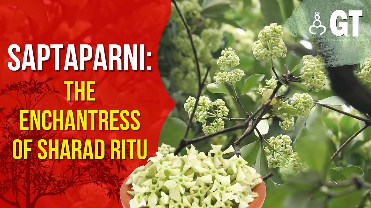 Get intoxicated with the smell of Saptaparni flowers|Gomantak Times