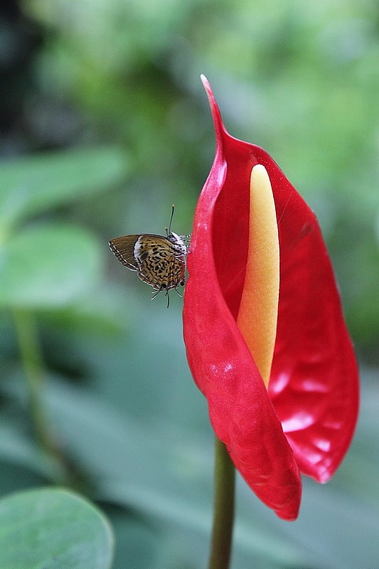 You will want to visit this butterfly conservatory in Goa!