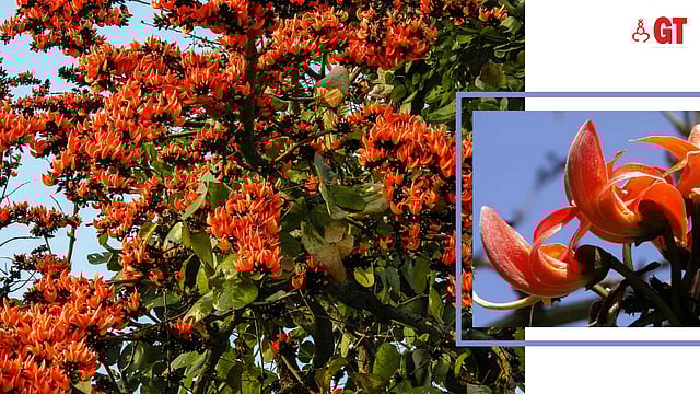 Seeing red: Beautiful Butea trees of Goa | Gomantak Times