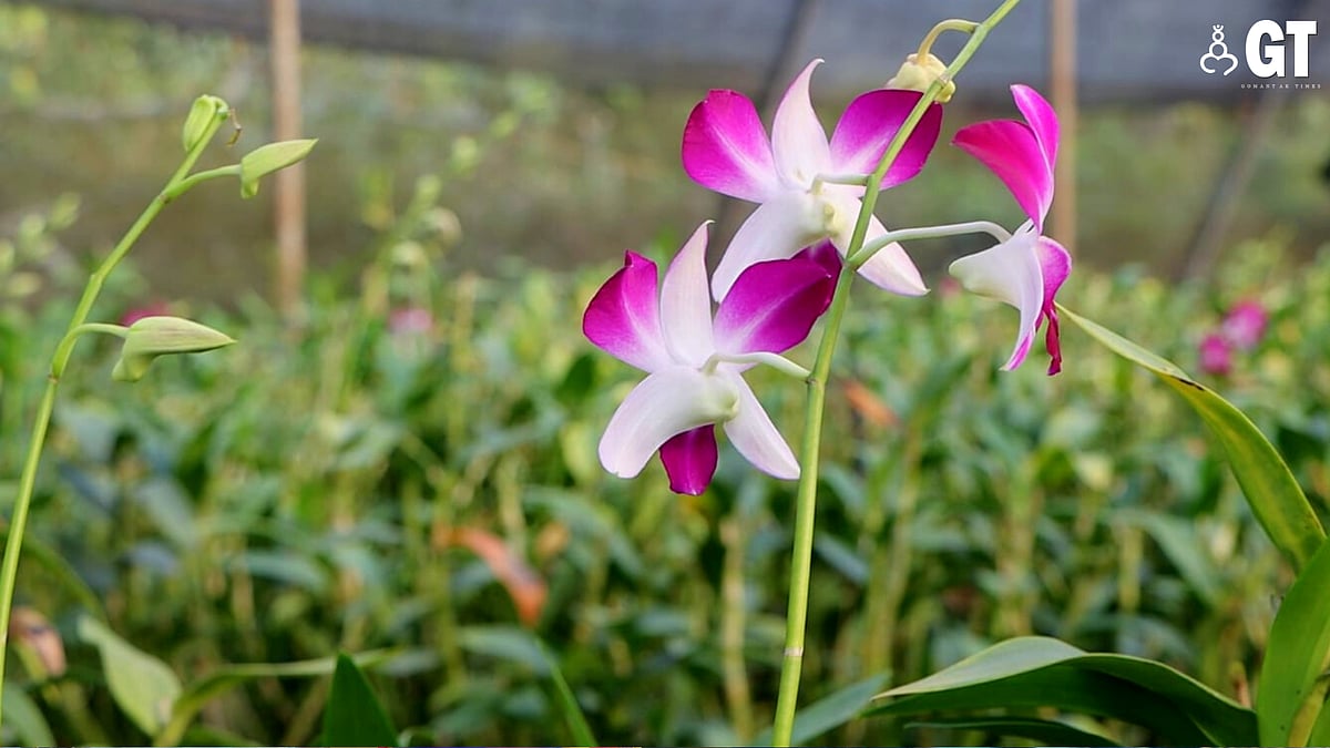 Orchid Flower Plantation In India | Best Flower Site