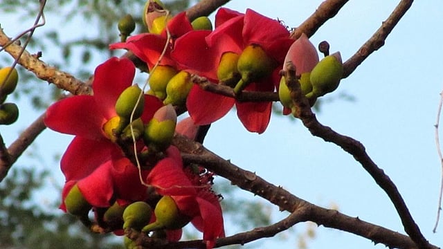 Sawar tree: Sacredly rooted in Goan ethos and culture|Gomantak Times