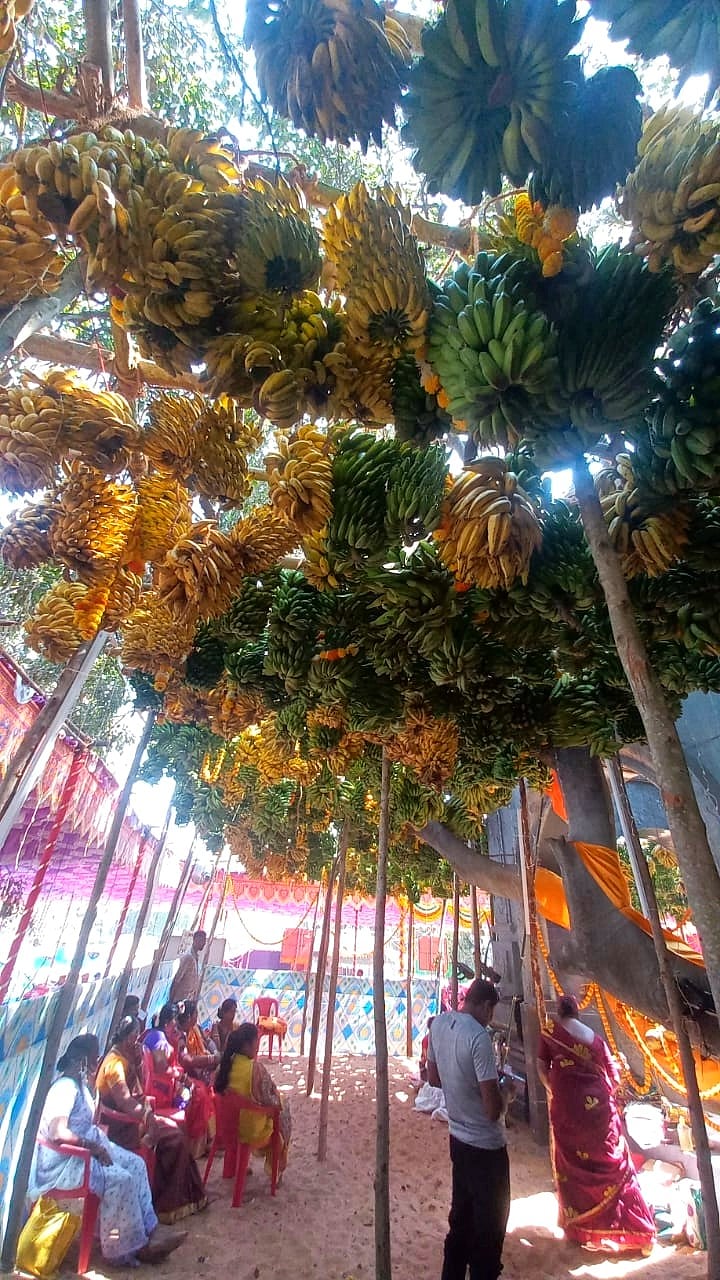 Kelyanchi Zatra: This fruitful devotion is all about bananas|Gomantak Times