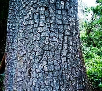 ‘Matti’ isn’t the only 'Terminalia' tree in Goa