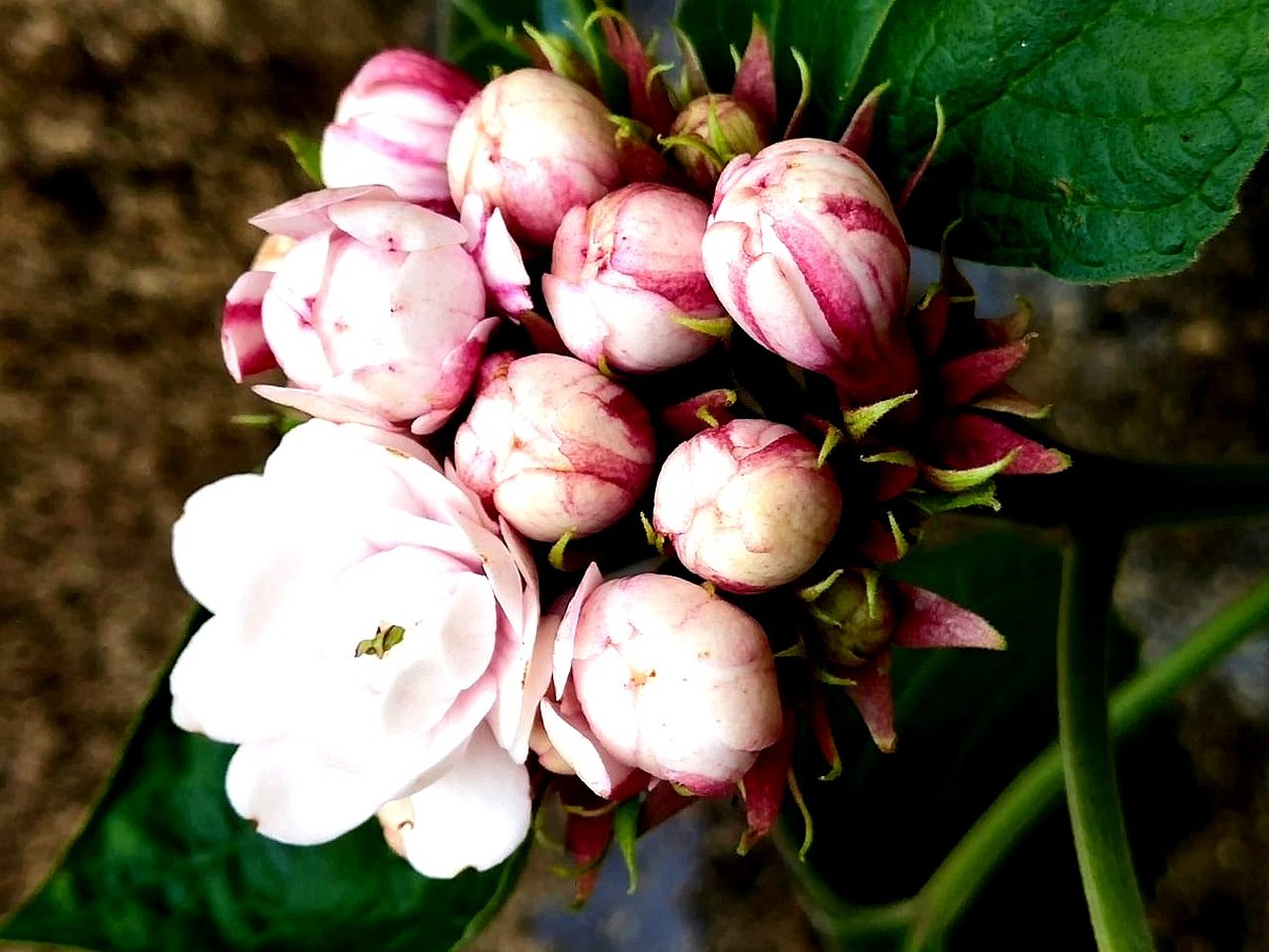 These 7 flowers make Goa's forests so very fragrant|Gomantak Times