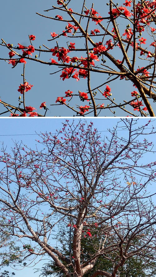 Adding colour to Goa – here's how Nature does it | Gomantak Times