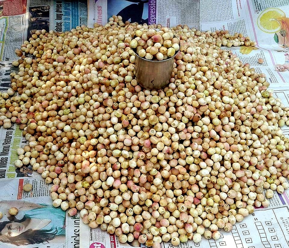 Add these 6 Goan wild berries to your fruit basket, this summer ...