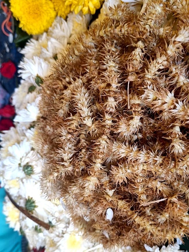 Kunda Flower In Marathi | Best Flower Site
