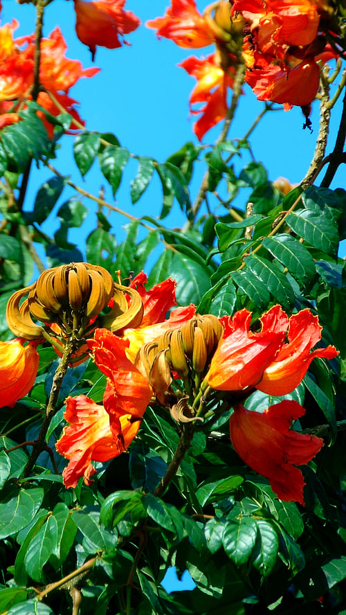 Adding colour to Goa – here's how Nature does it | Gomantak Times