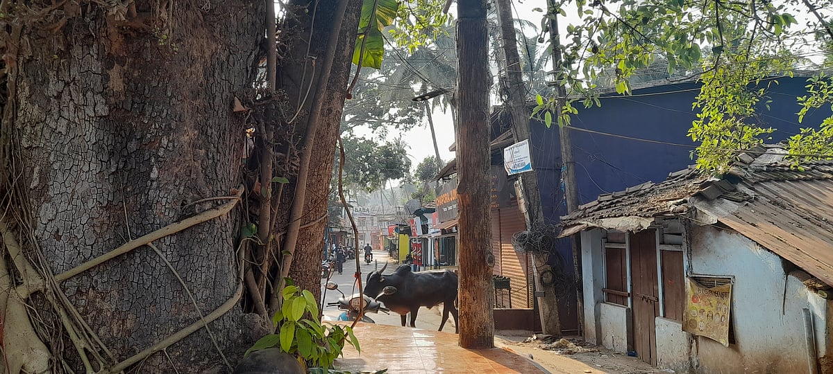 The highs and lows of Goa’s Chapora Main Street | Gomantak Times