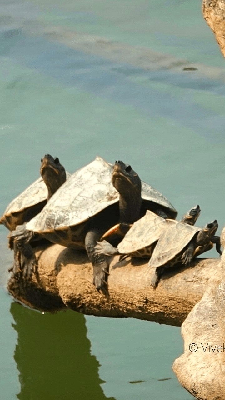 Goa's turtle-nesting beaches await its annual visitors|Gomantak Times
