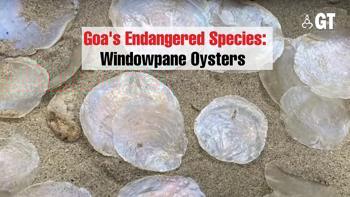 World Endangered Species Day: Biodiverse Goa has lot at stake|Gomantak ...