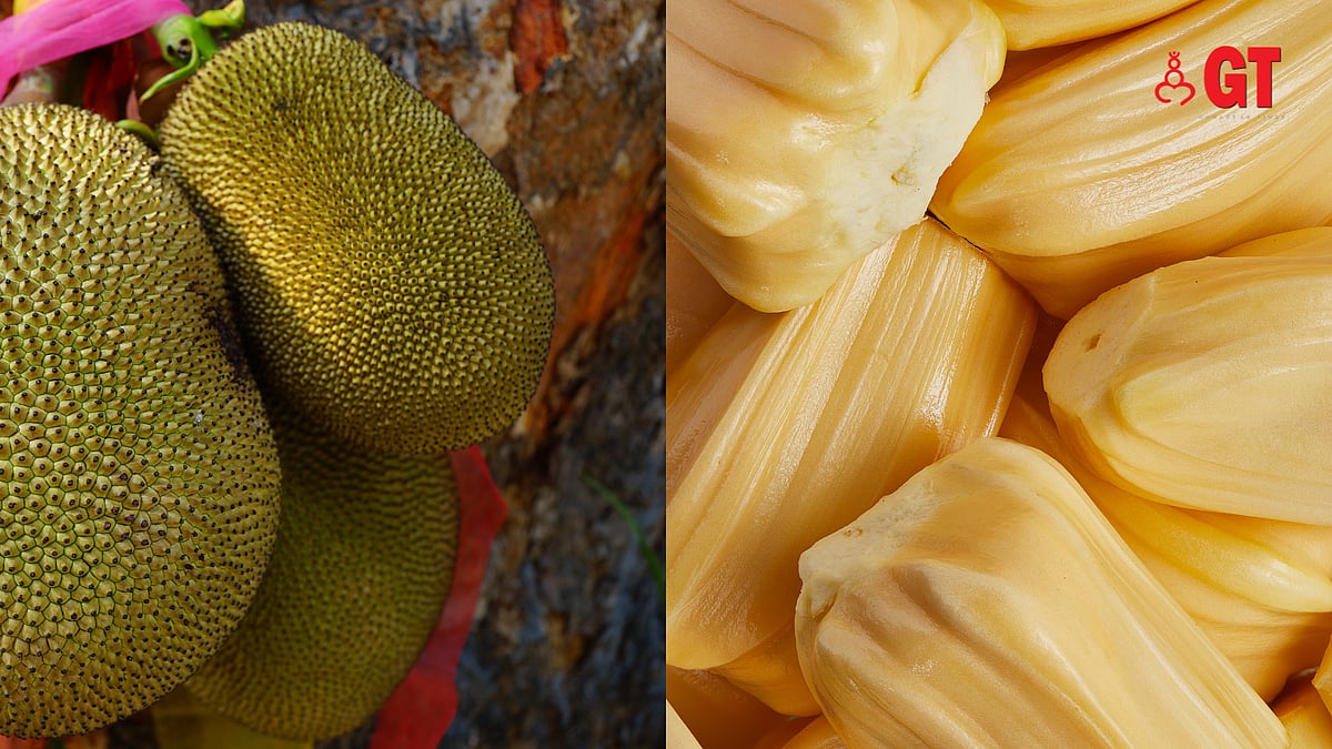 The versatile jackfruit and its myriad uses| Gomantak Times