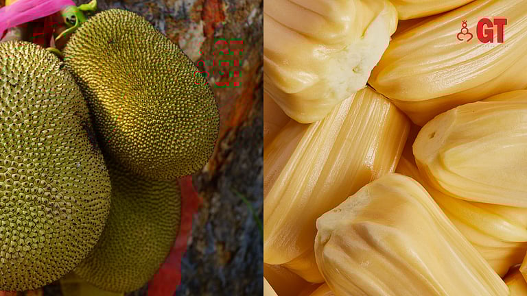 The versatile jackfruit and its myriad uses| Gomantak Times