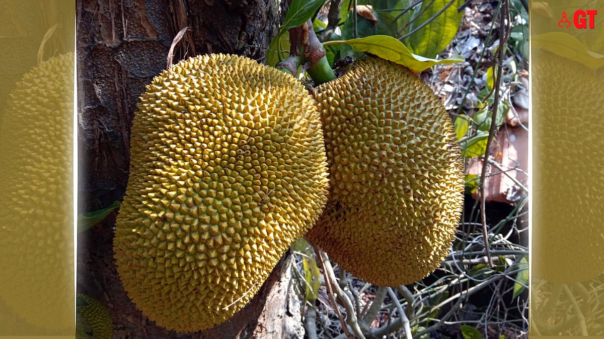 How To Make Jackfruit Leather