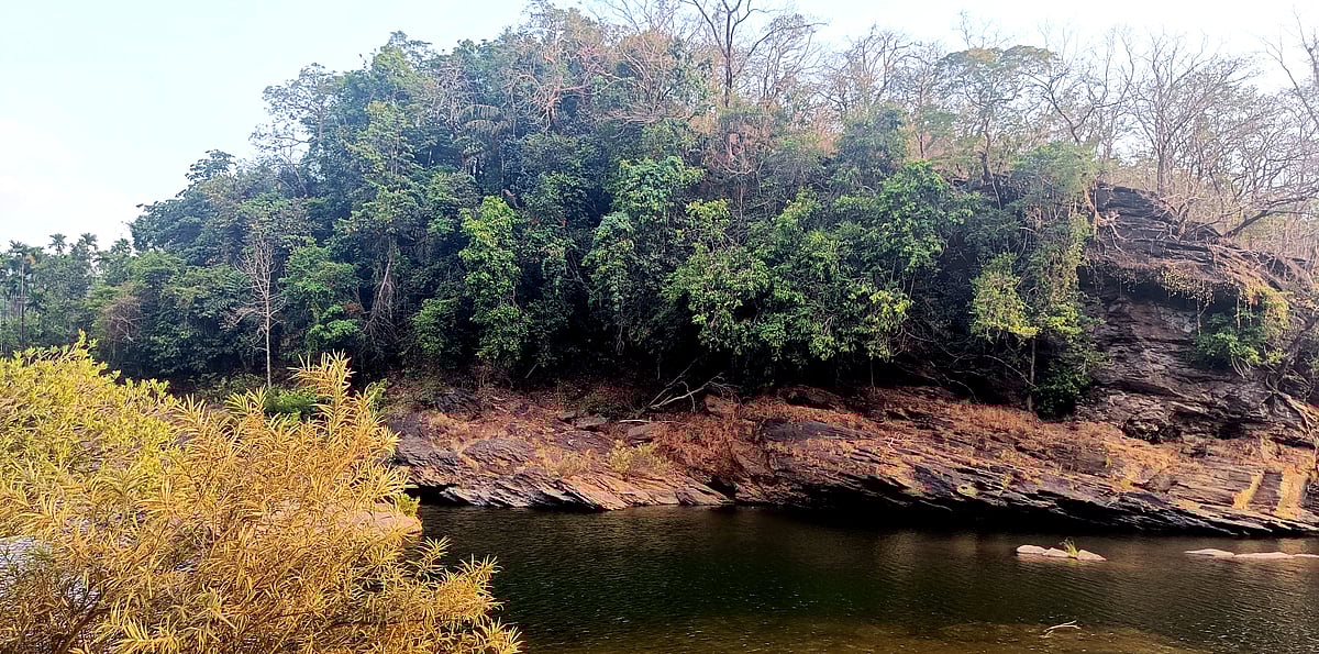 Where the Mhadei river enters Goa, there are bees, trees and eddies
