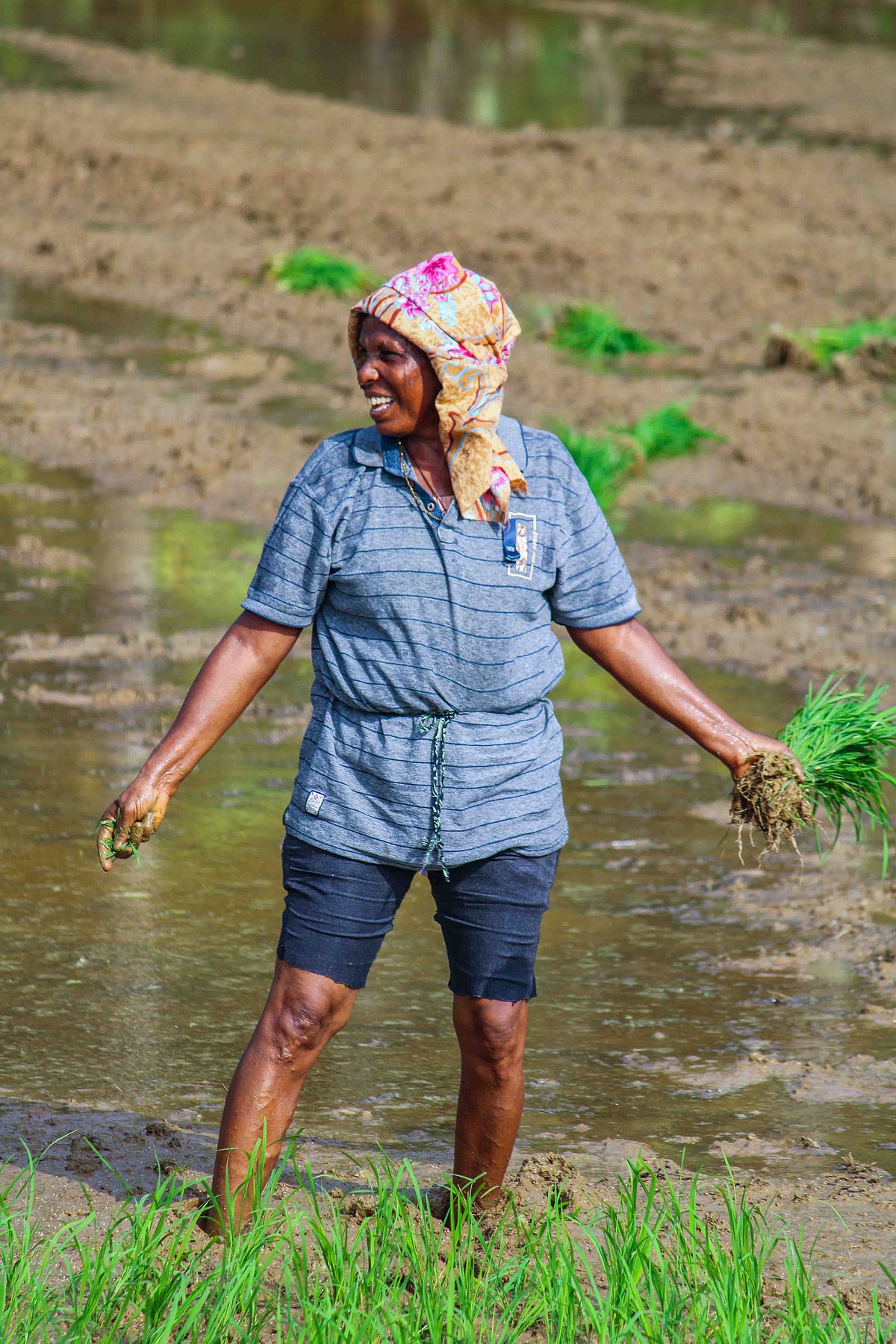 It's raining and Goa's paddy fields are alive again!