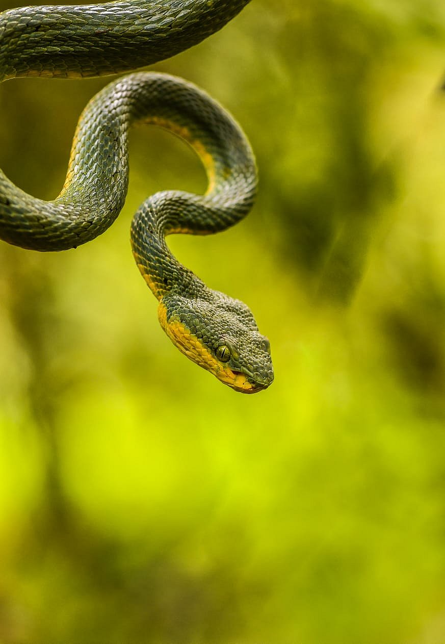 Types Of Snakes In India With Pictures And Names - Infoupdate.org