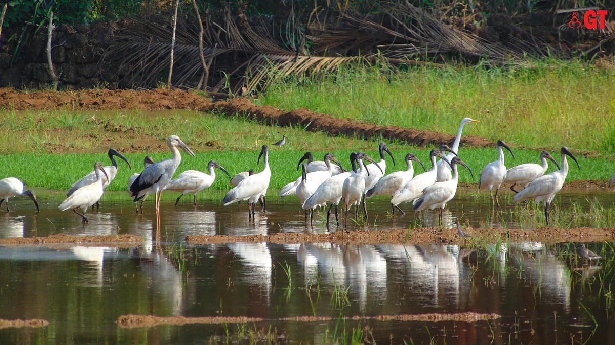 Goa Bird Atlas Initiative to Map Out 480 Bird Species